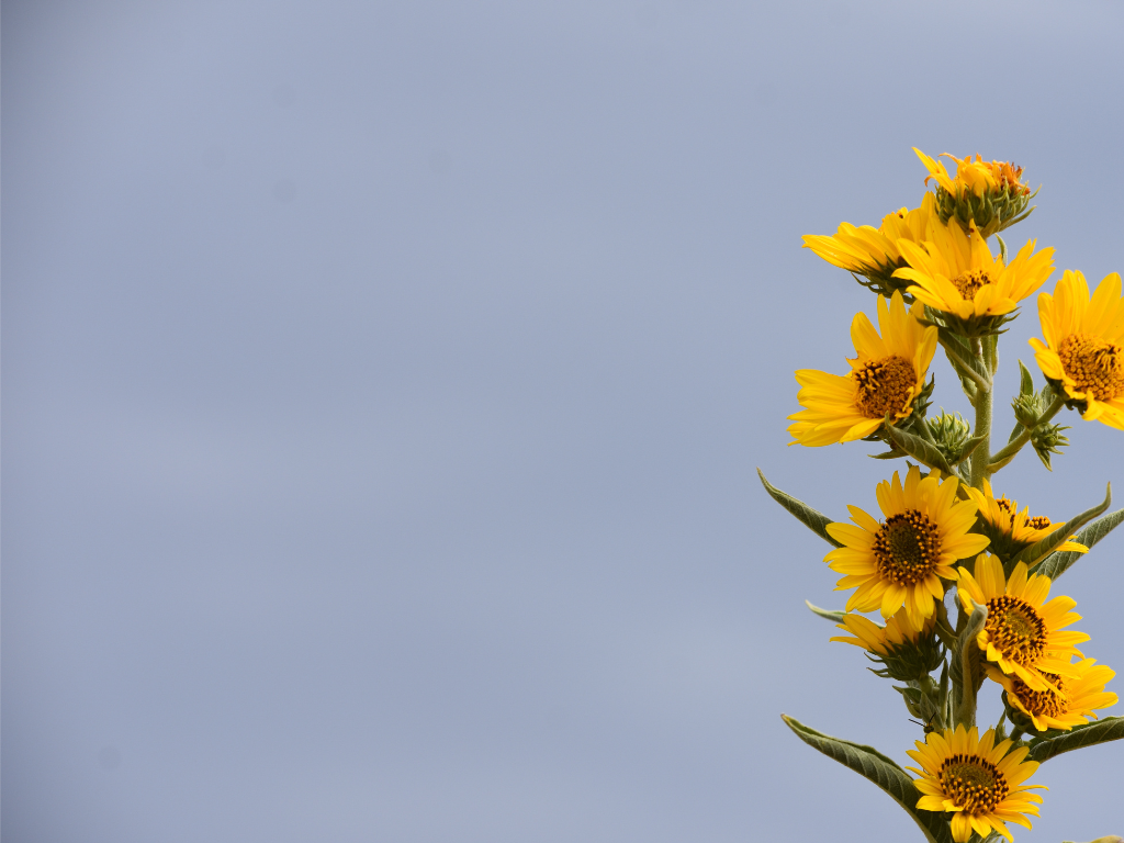 Transitioning Peer Support at NMSAS - You Pick Recovery